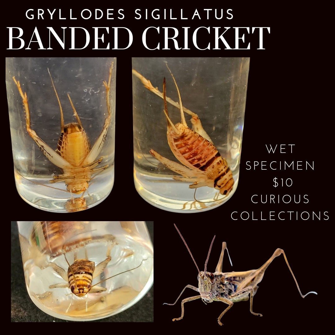 Banded Cricket Wet Specimen Insect Taxidermy - Etsy