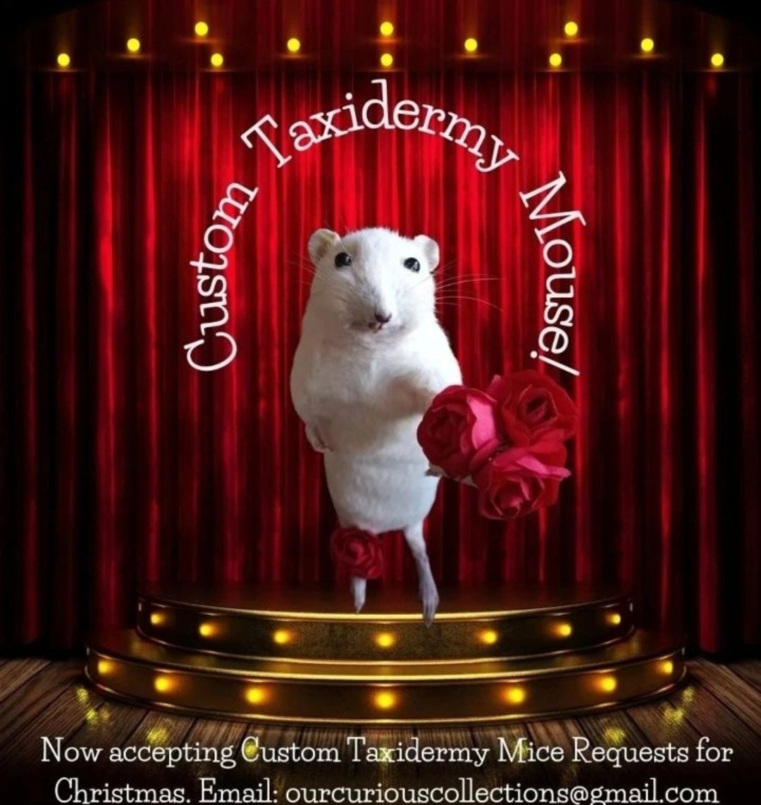 Custom Taxidermy Mouse - Etsy