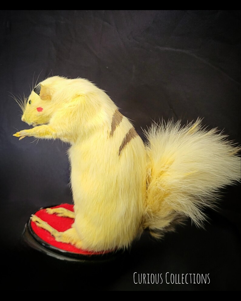 Real Taxidermy Rat Cute Pika Japanese Anime Taxidermy Oddity and ...