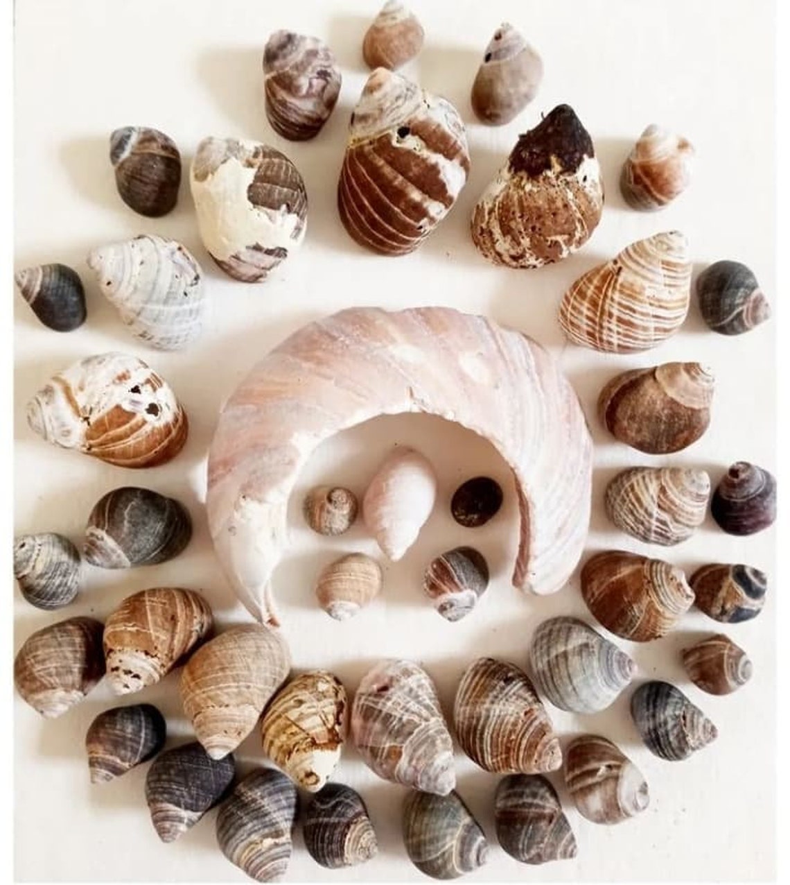 Periwinkle Shells - Etsy