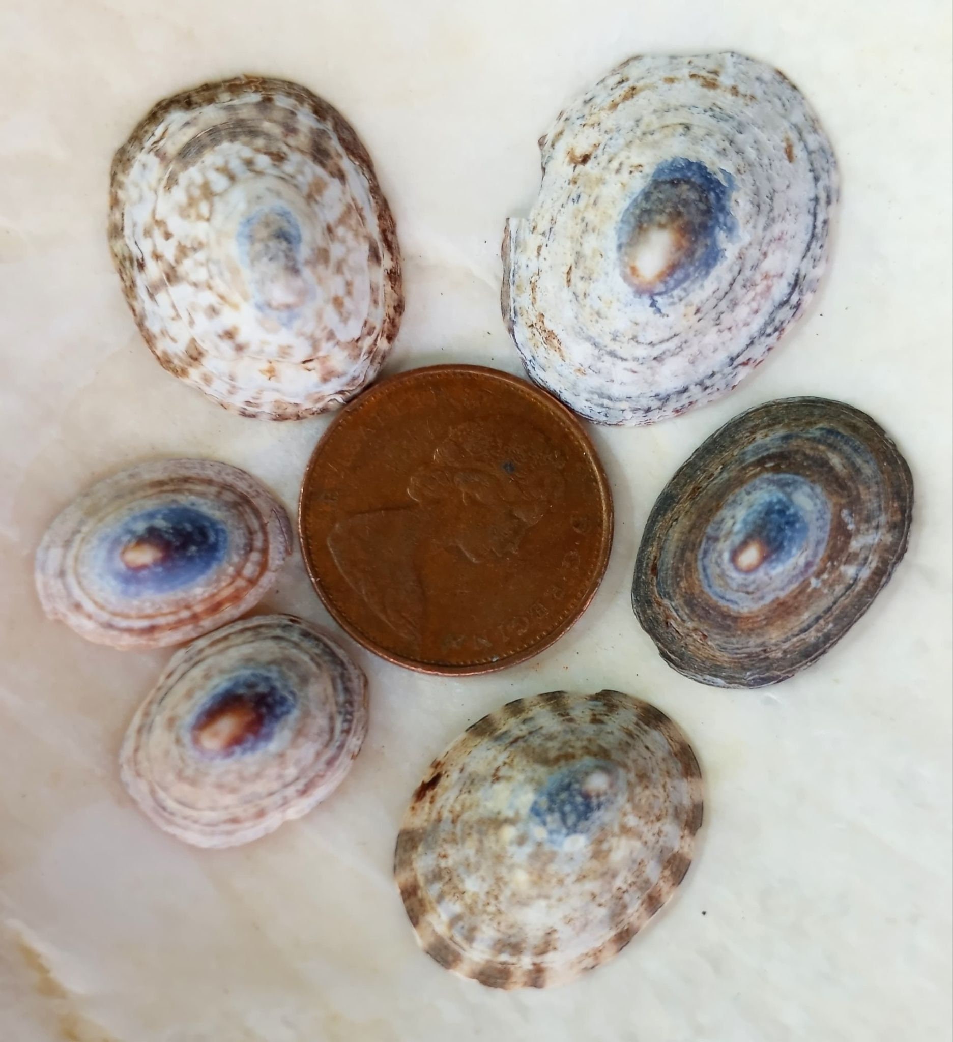 Limpet Shells - Etsy