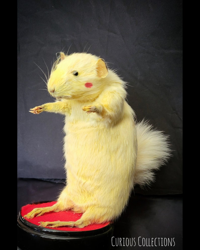 Real Taxidermy Rat Cute Pika Japanese Anime Taxidermy Oddity and ...