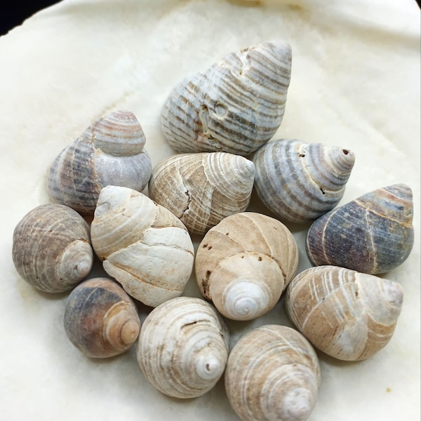 Periwinkle Shell - Etsy