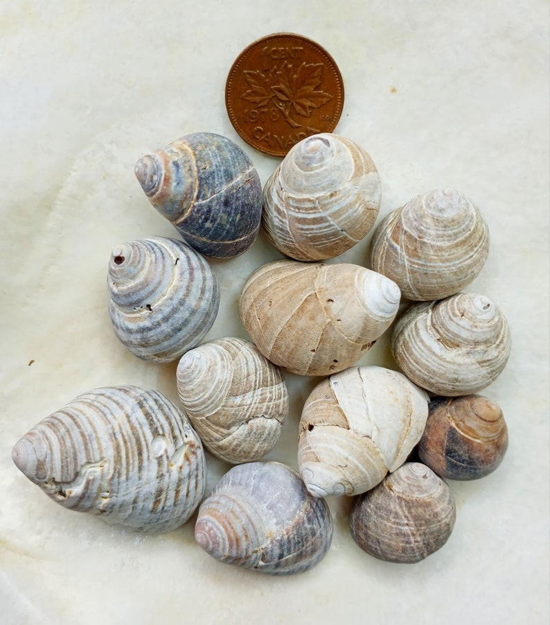 Periwinkle Shells - Etsy