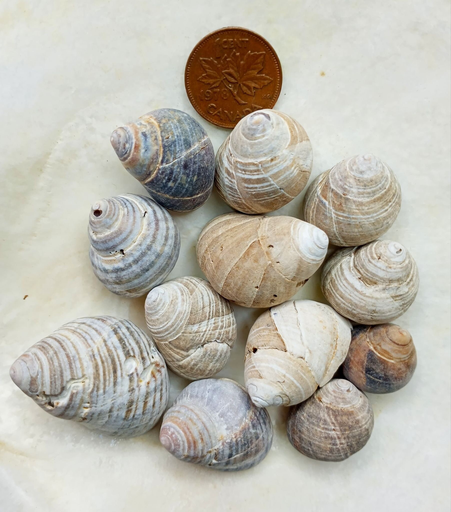 Periwinkle Shells - Etsy