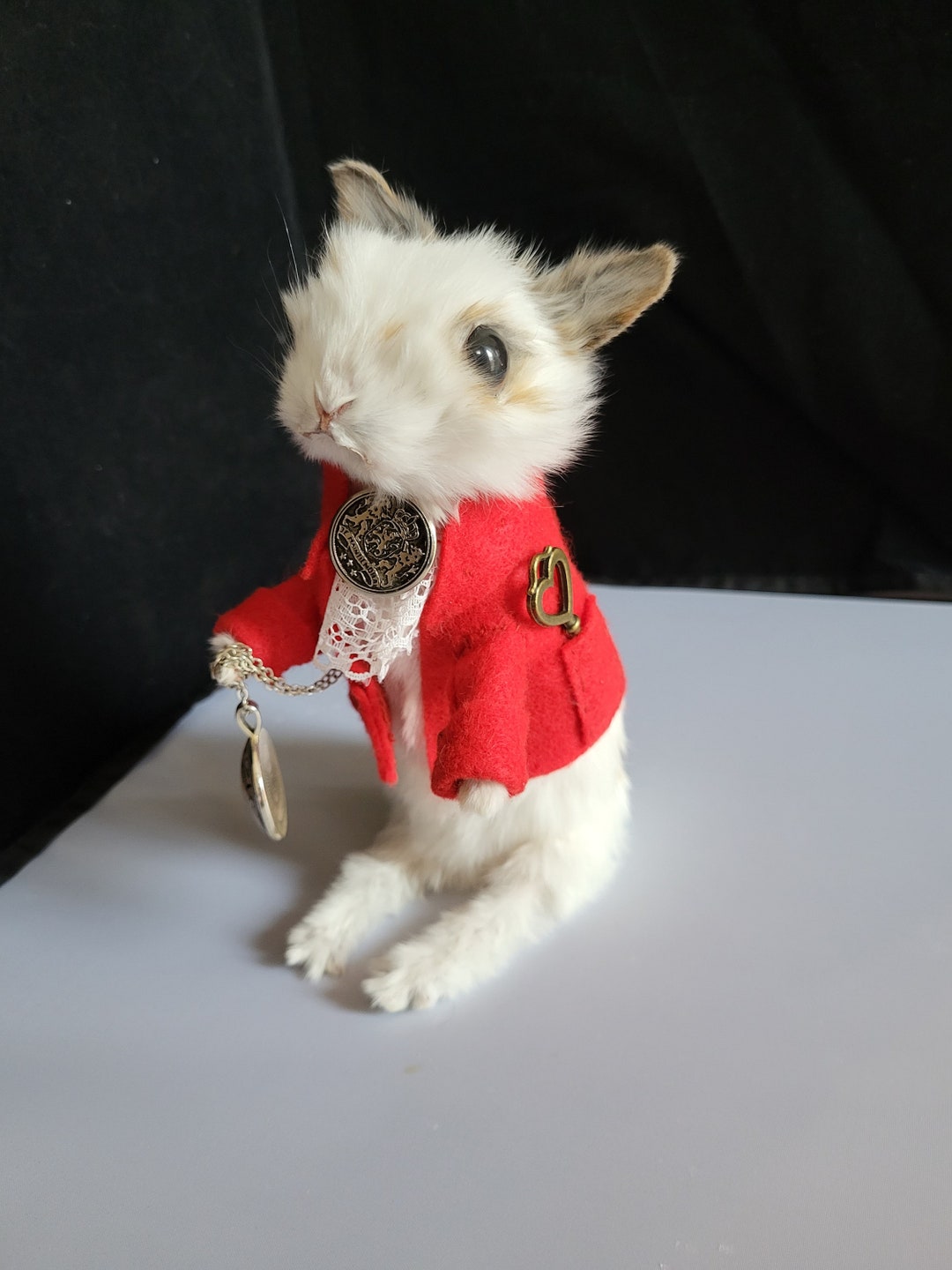 Taxidermy Rabbit Bunny - Etsy