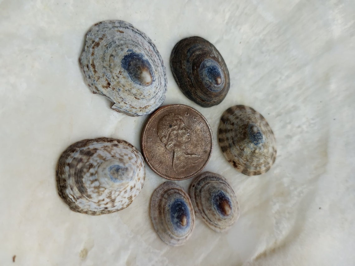 Limpet Shells - Etsy Canada