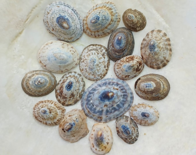 Limpet Shells - Etsy