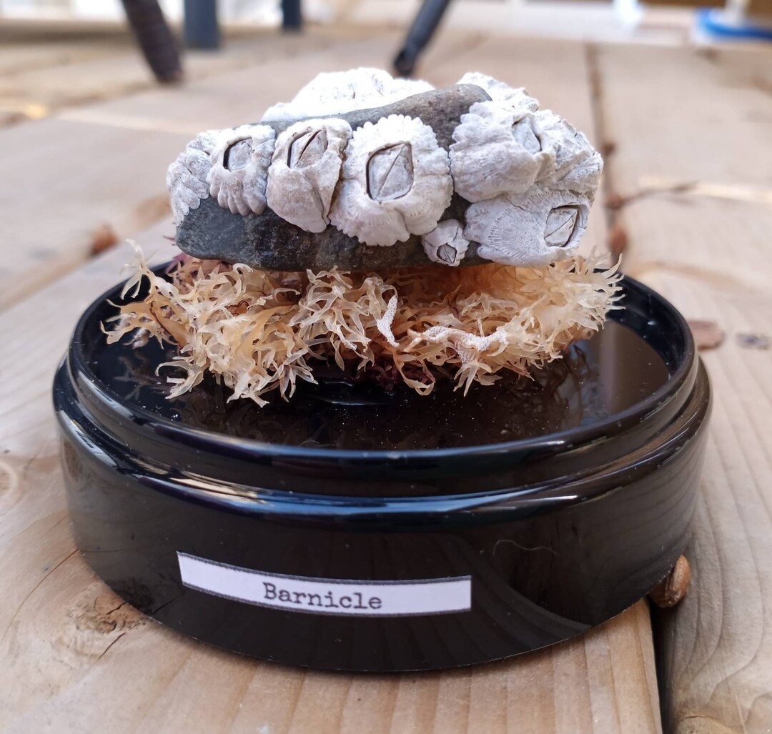 Genuine Barnacle Specimen - Etsy