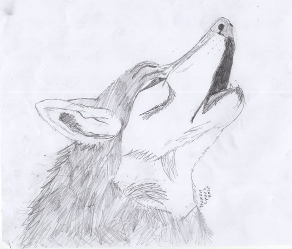 Gray Wolf Howling Drawing