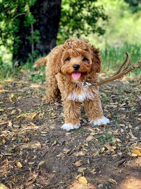 Photo of a Cavapoo - Etsy
