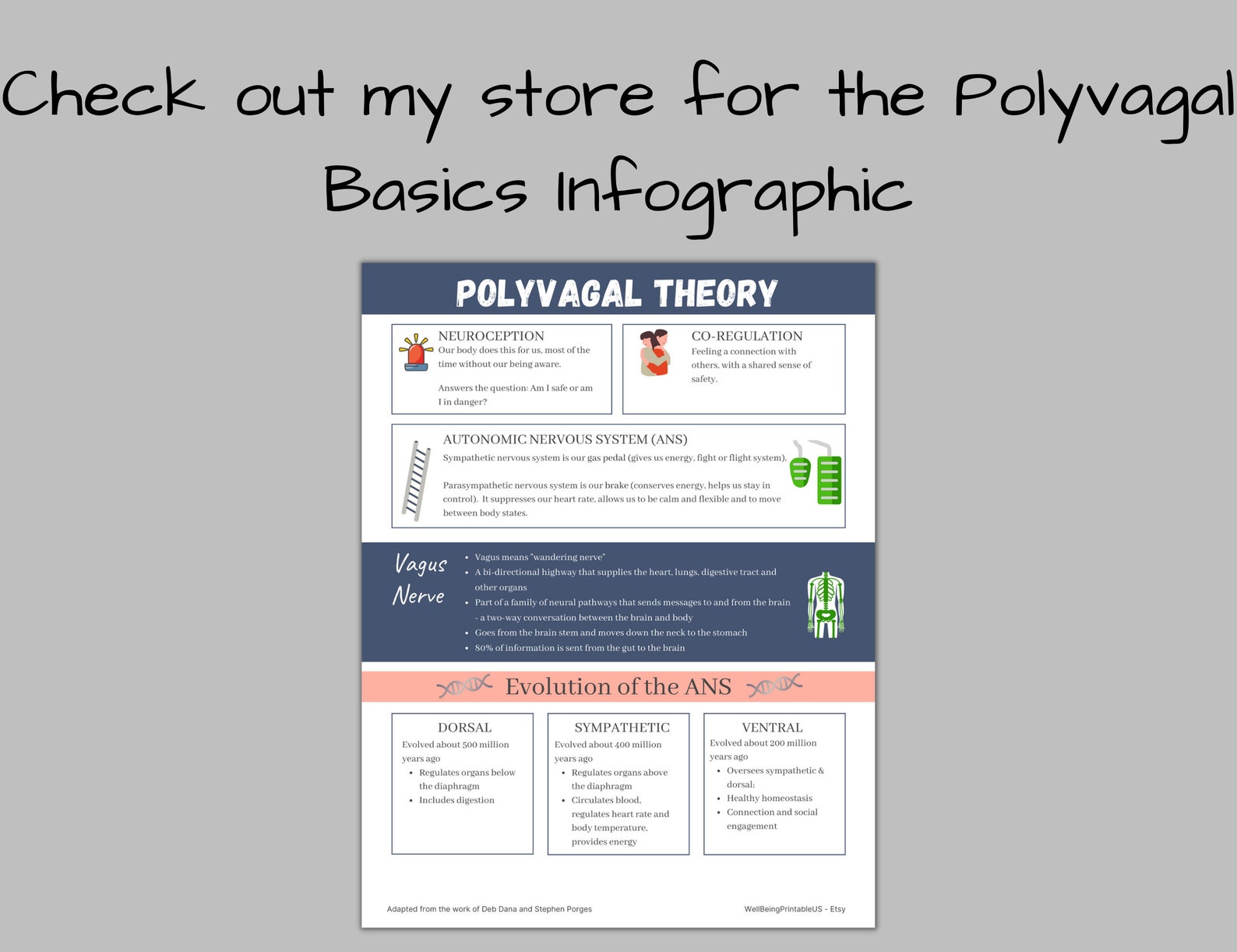 ANS Ladder Infographic | Blended States | Polyvagal Theory - Etsy