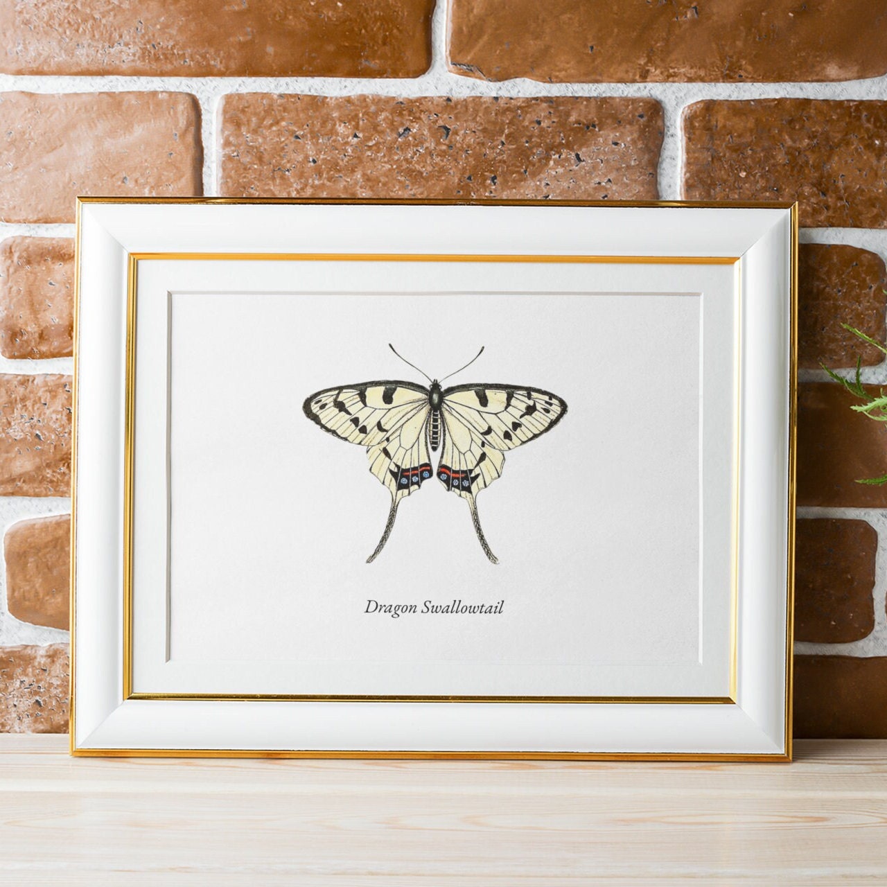 Dragon Swallowtail Butterfly - Etsy