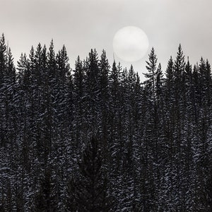 Dark Tree Line Wallpaper, Forest Peel and Stick Monochrome Wall Mural ...