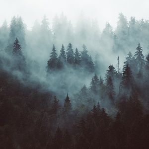 Misty Landscape With Fir Forest in Hipster Wallpaper, Vintage Retro ...