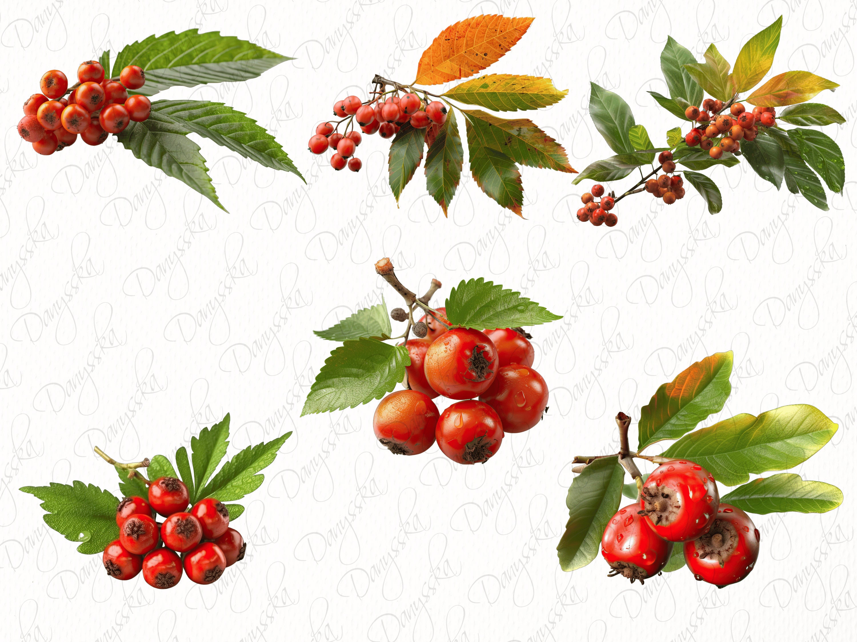 Rowan Trees Clipart - Rowan Clipart - Tree - Tree PNG - Flower Clipart ...