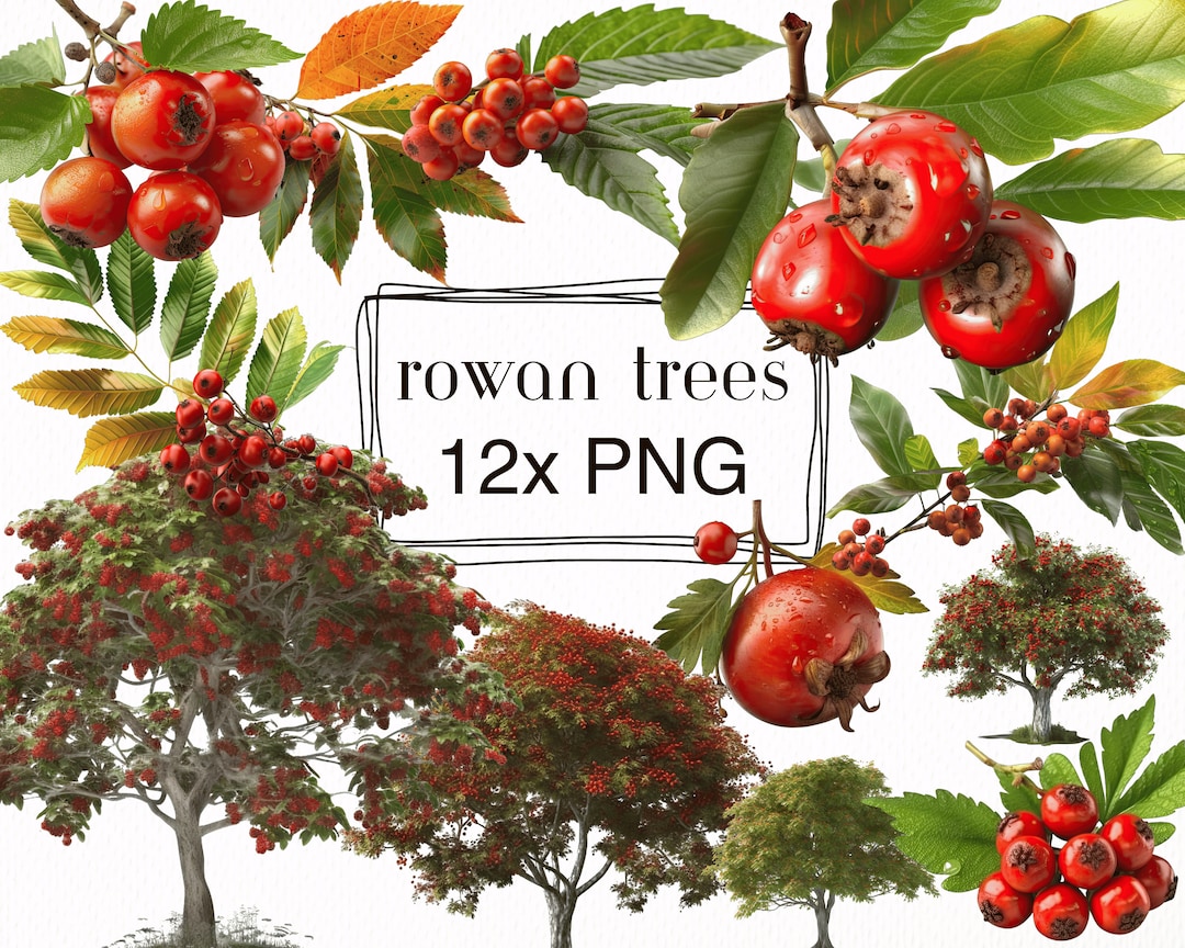 Rowan Trees Clipart - Rowan Clipart - Tree - Tree PNG - Flower Clipart ...