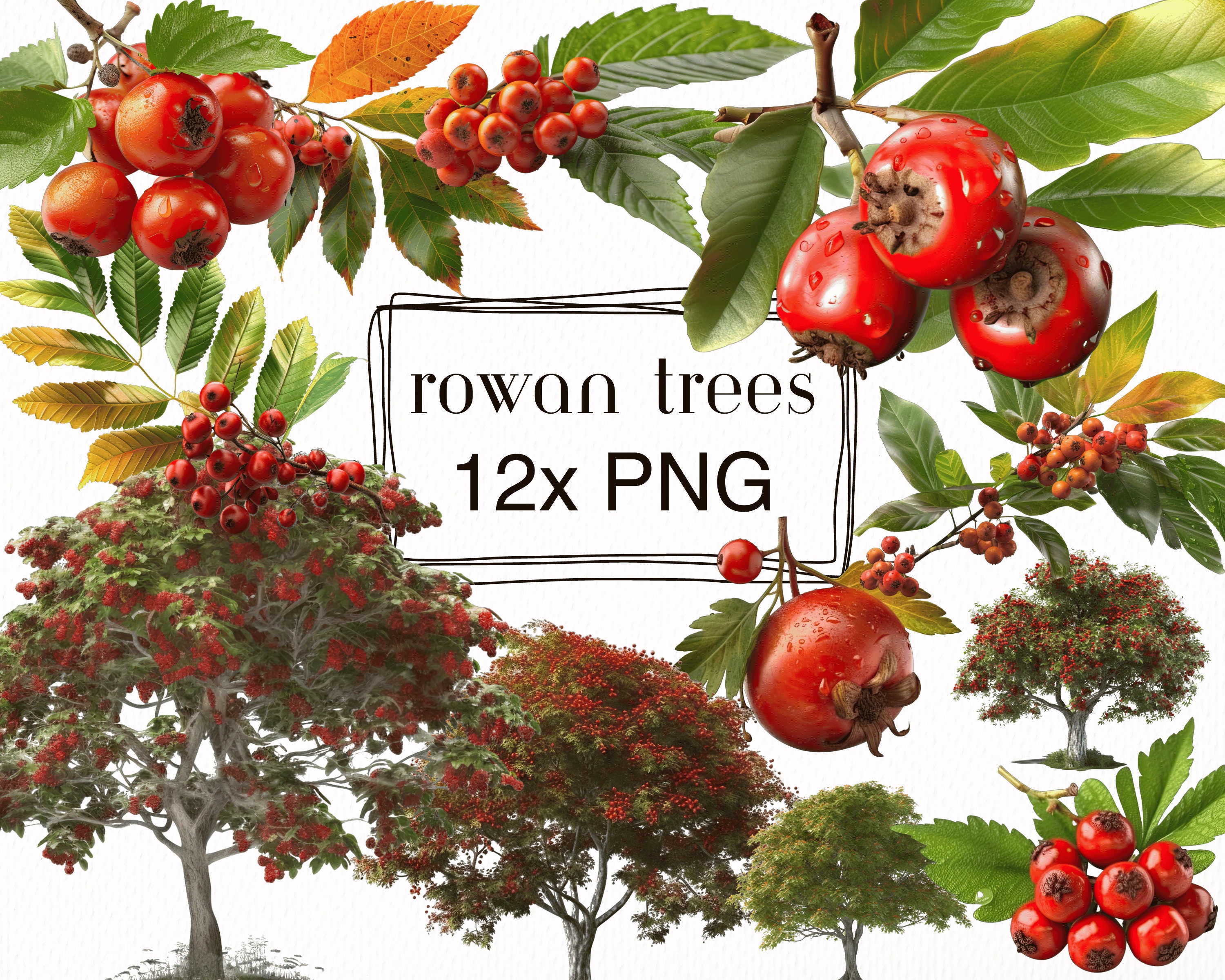 Rowan Trees Clipart Rowan Clipart Tree Tree PNG Flower - Etsy UK