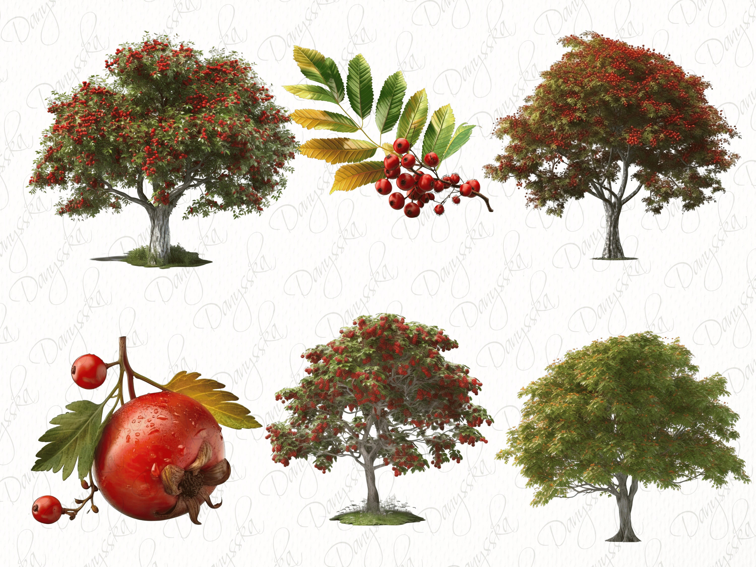 Rowan Trees Clipart - Rowan Clipart - Tree - Tree PNG - Flower Clipart ...