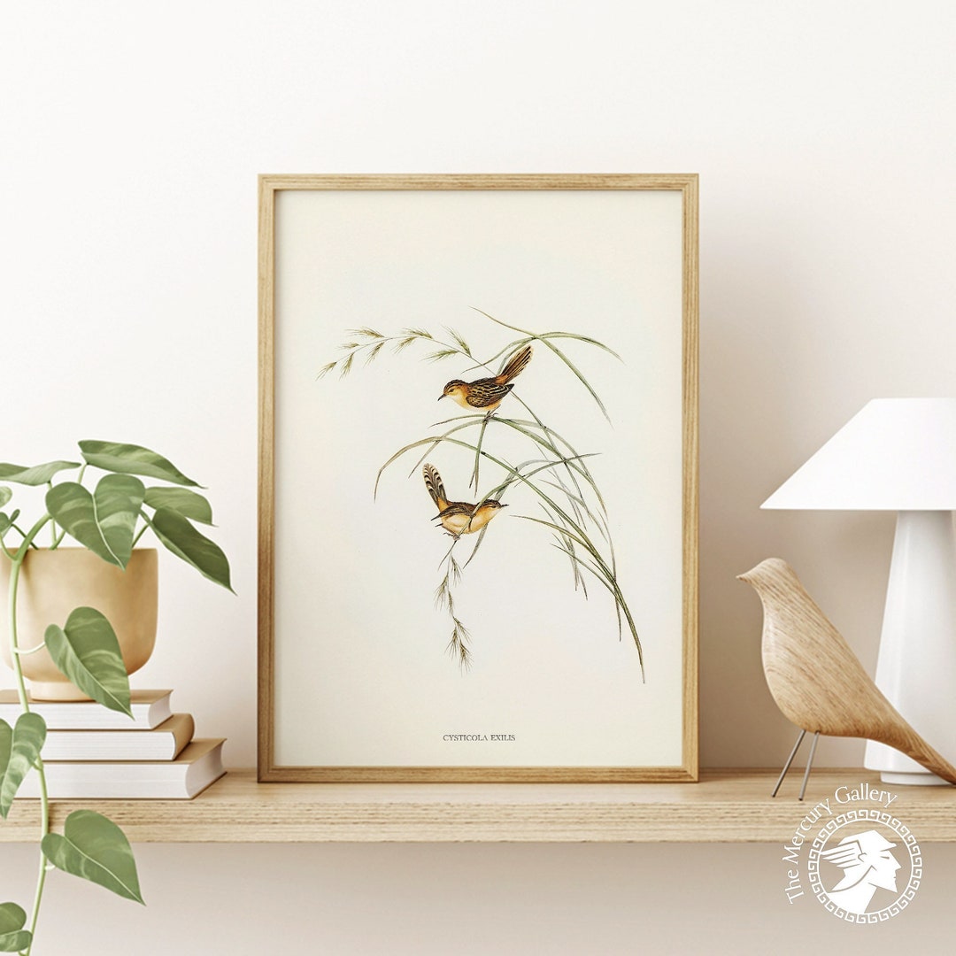 Vintage Bird Nursery Art, Exile Warbler, Farmhouse Wall Artwork, Home ...