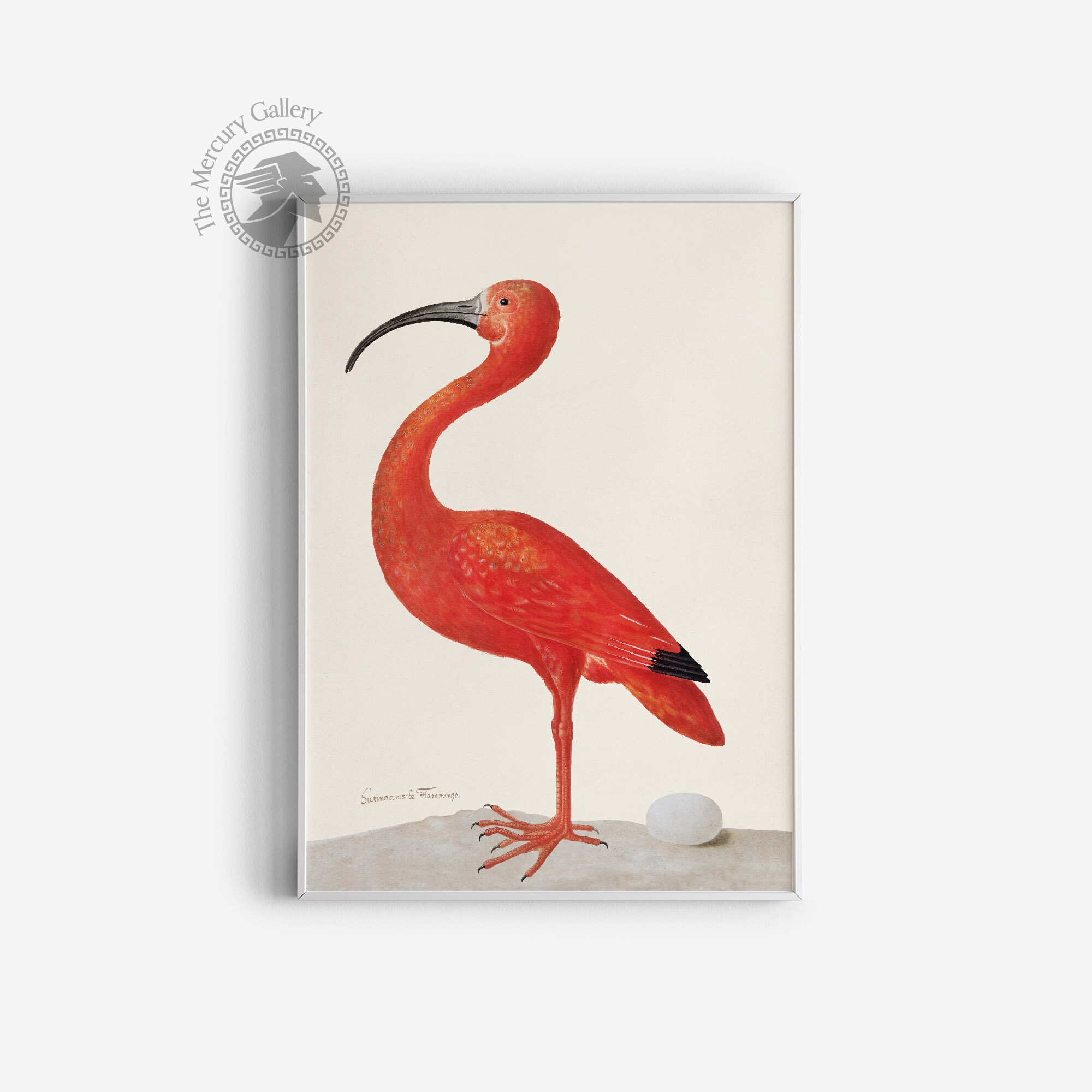 Scarlet Ibis Bird With an Egg Print Ornithology Gifts Beach - Etsy
