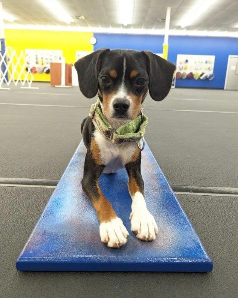 Position Change Platforms for Dog Training (sit, Stand, Laydown ...