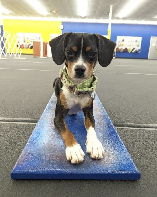 Position Change Platforms for Dog Training (sit, Stand, Laydown ...