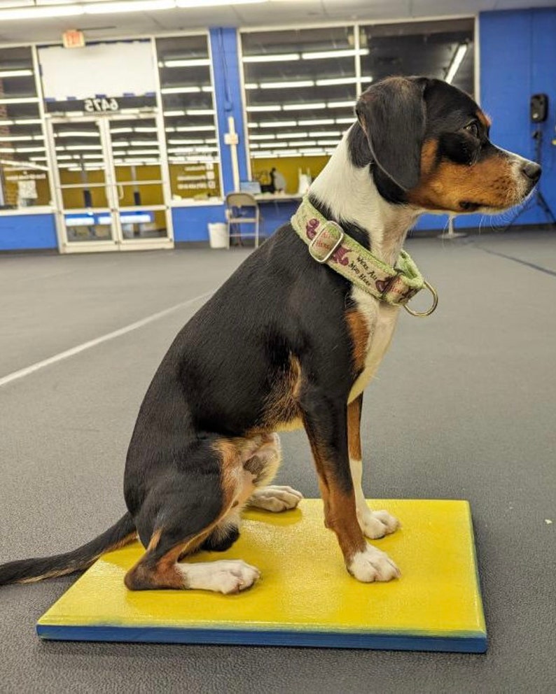 Position Change Platforms for Dog Training (sit, Stand, Laydown ...