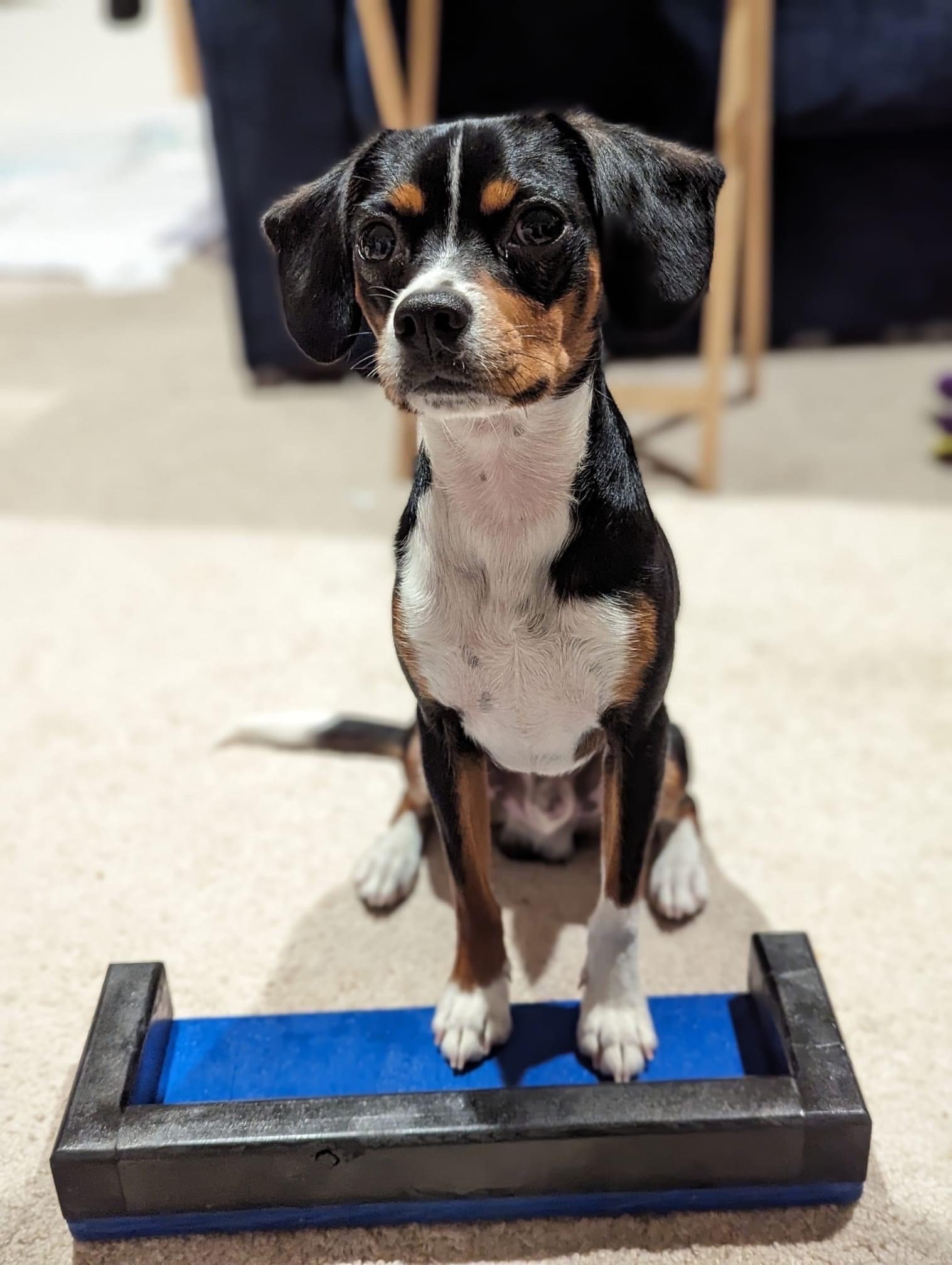 Dog Training Paw Target Platforms - Etsy