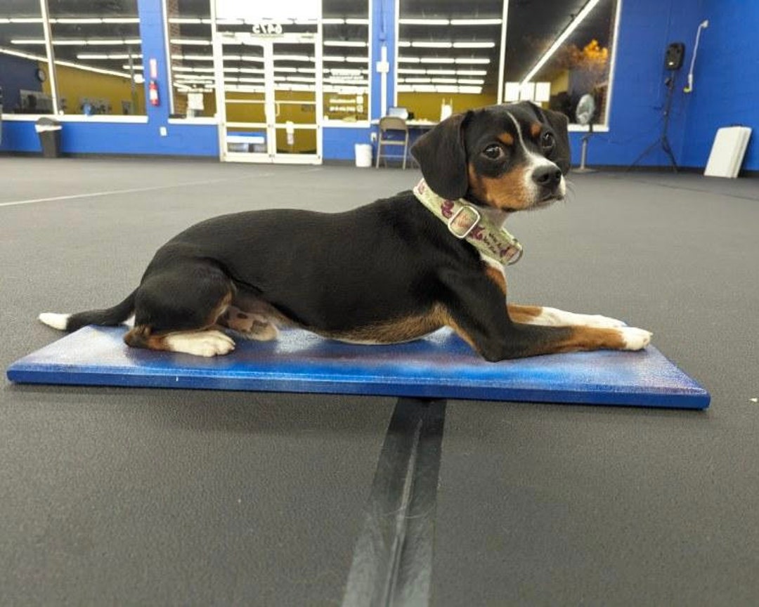 Position Change Platforms for Dog Training (sit, Stand, Laydown ...