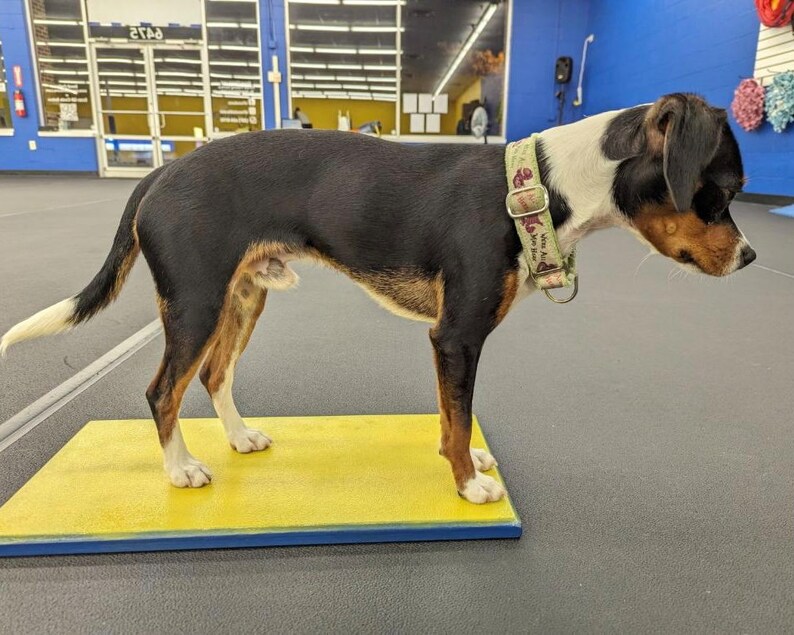 Position Change Platforms for Dog Training (sit, Stand, Laydown ...