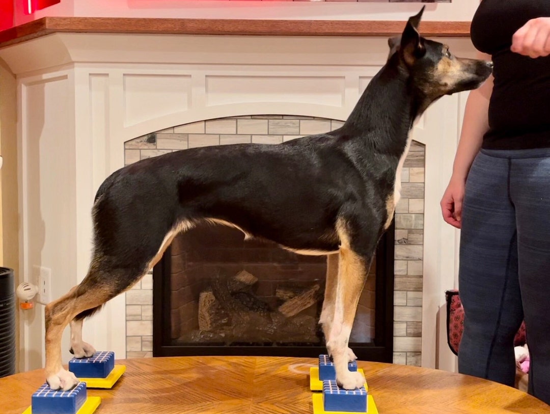 Show Dog Stacking Blocks - Etsy