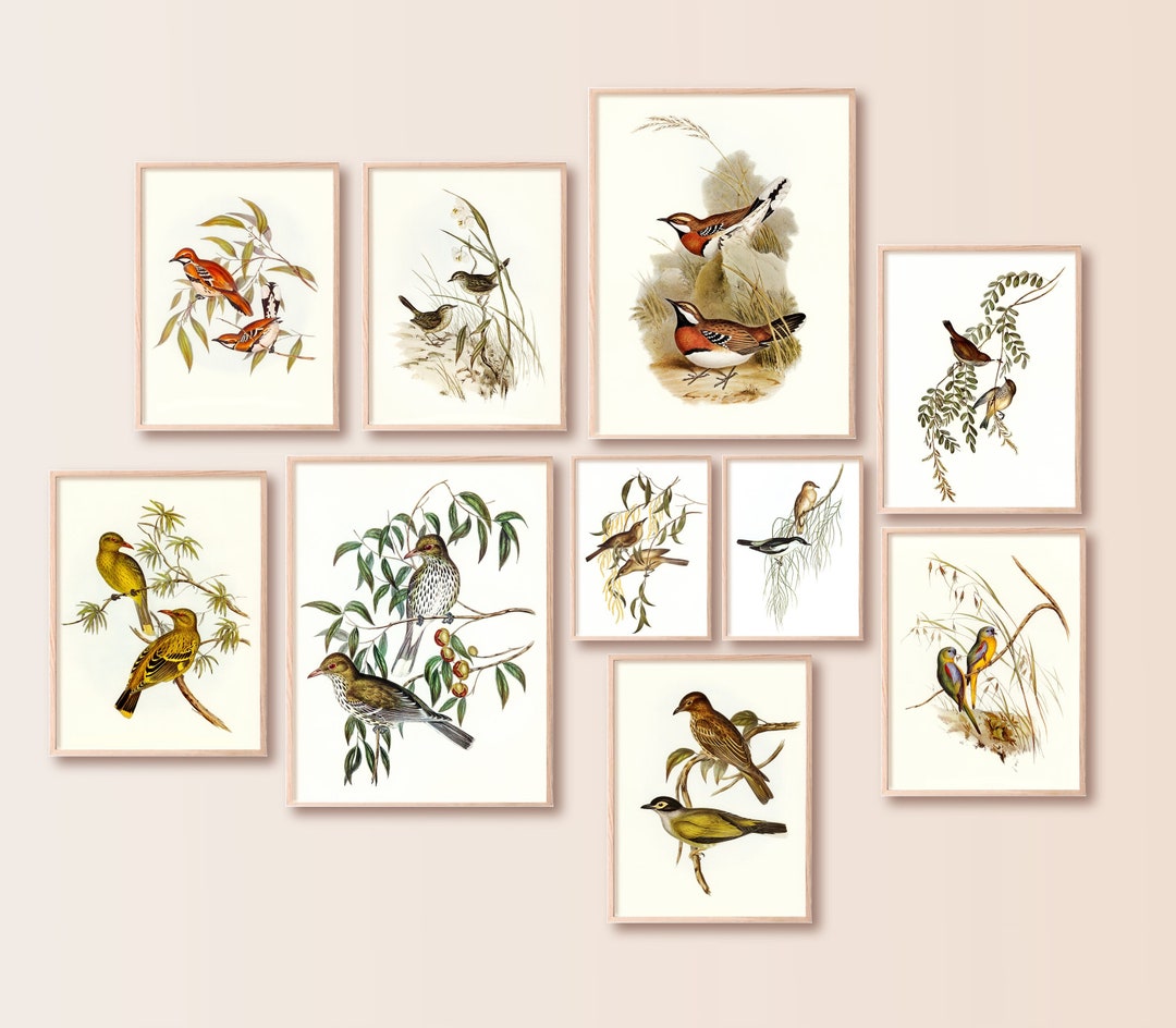 Vintage Bird Art Prints, Birds Prints Set of 10, Bird Wall Art, Living ...