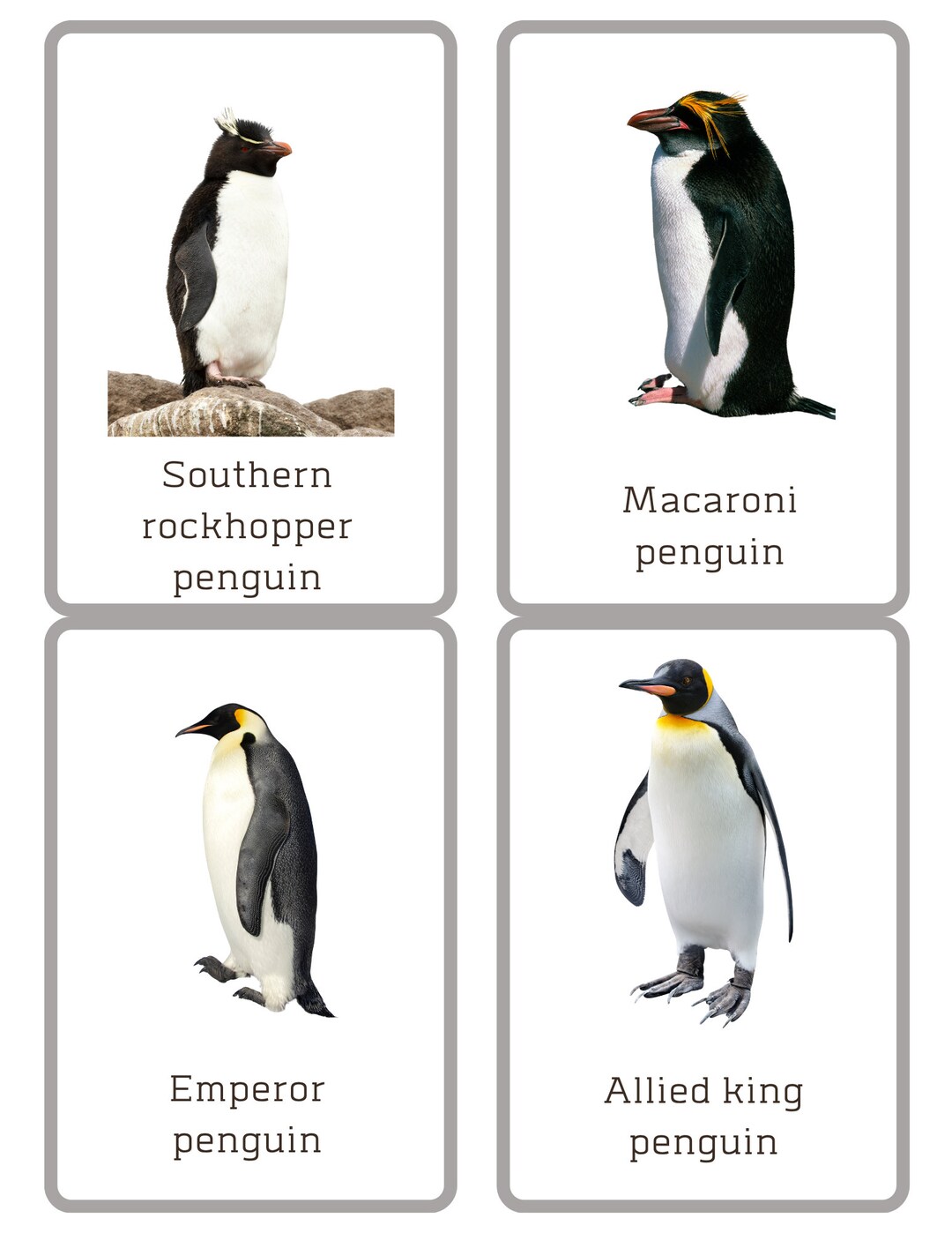 Penguin Flash Cards. Montessori Cards. Animal Fact Cards - Etsy