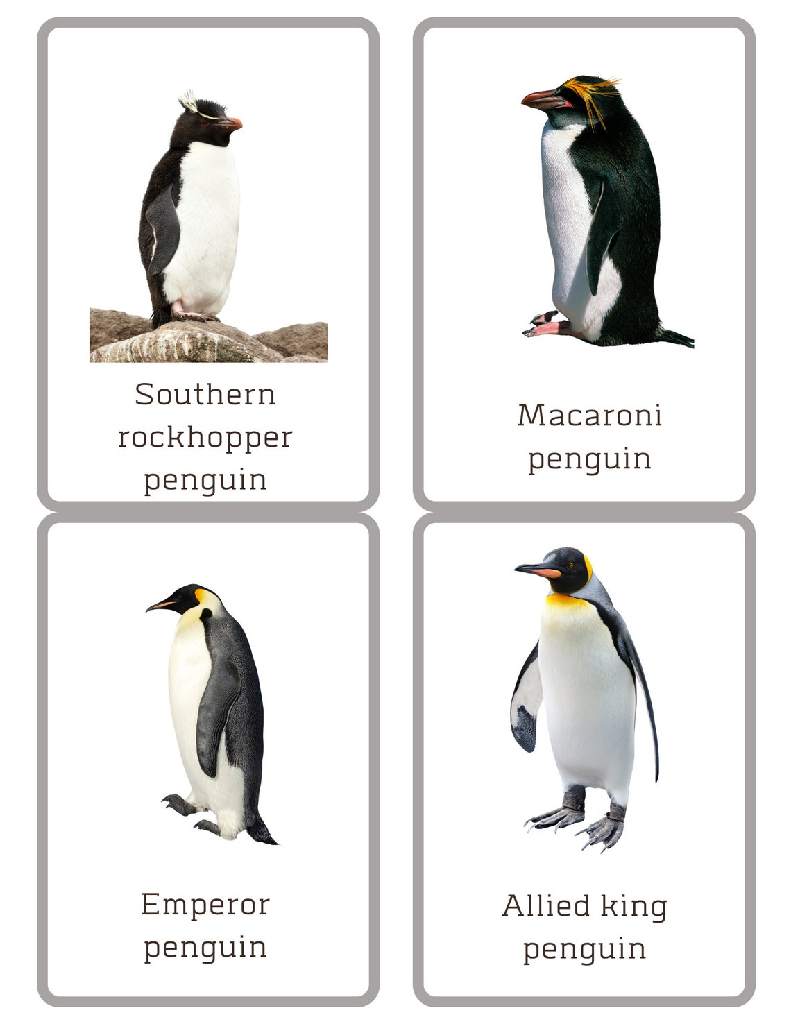 Penguin Flash Cards. Montessori Cards. Animal Fact Cards - Etsy