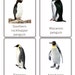 Penguin Flash Cards. Montessori Cards. Animal Fact Cards - Etsy