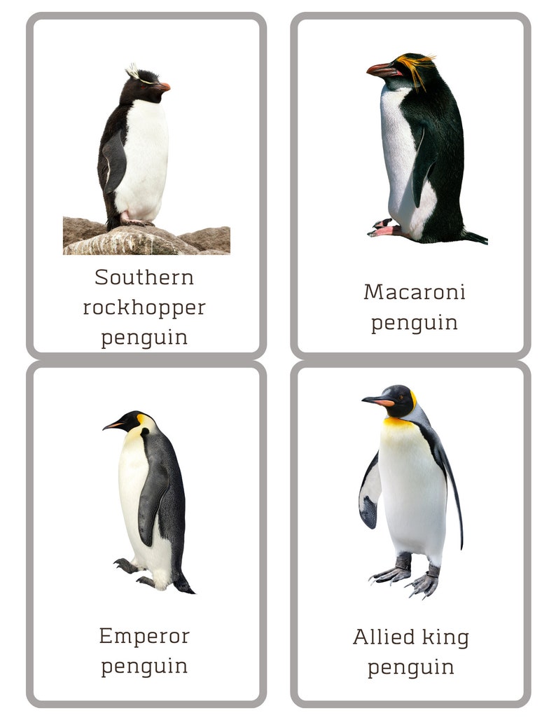 Penguin Flash Cards. Montessori Cards. Animal Fact Cards - Etsy