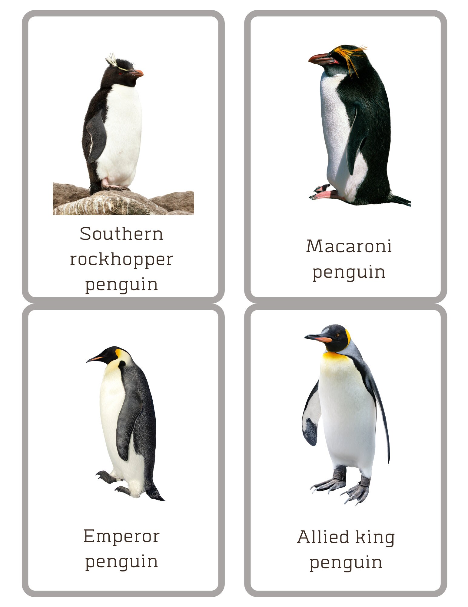 Penguin Flash Cards. Montessori Cards. Animal Fact Cards - Etsy