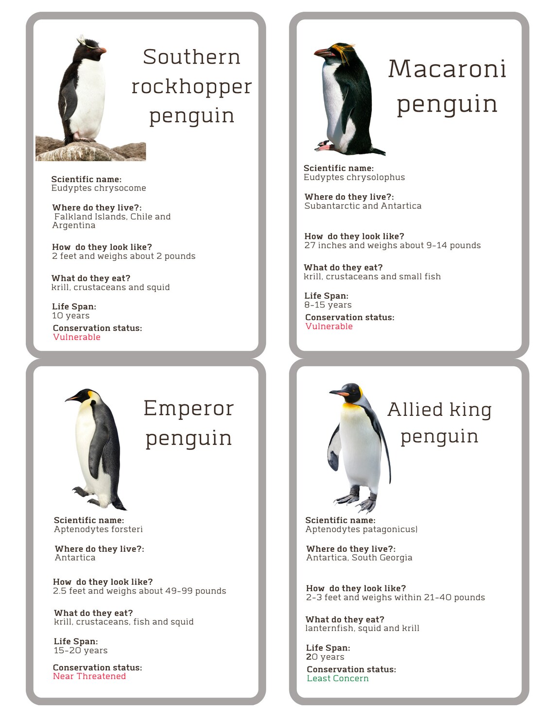 Penguin Flash Cards. Montessori Cards. Animal Fact Cards - Etsy
