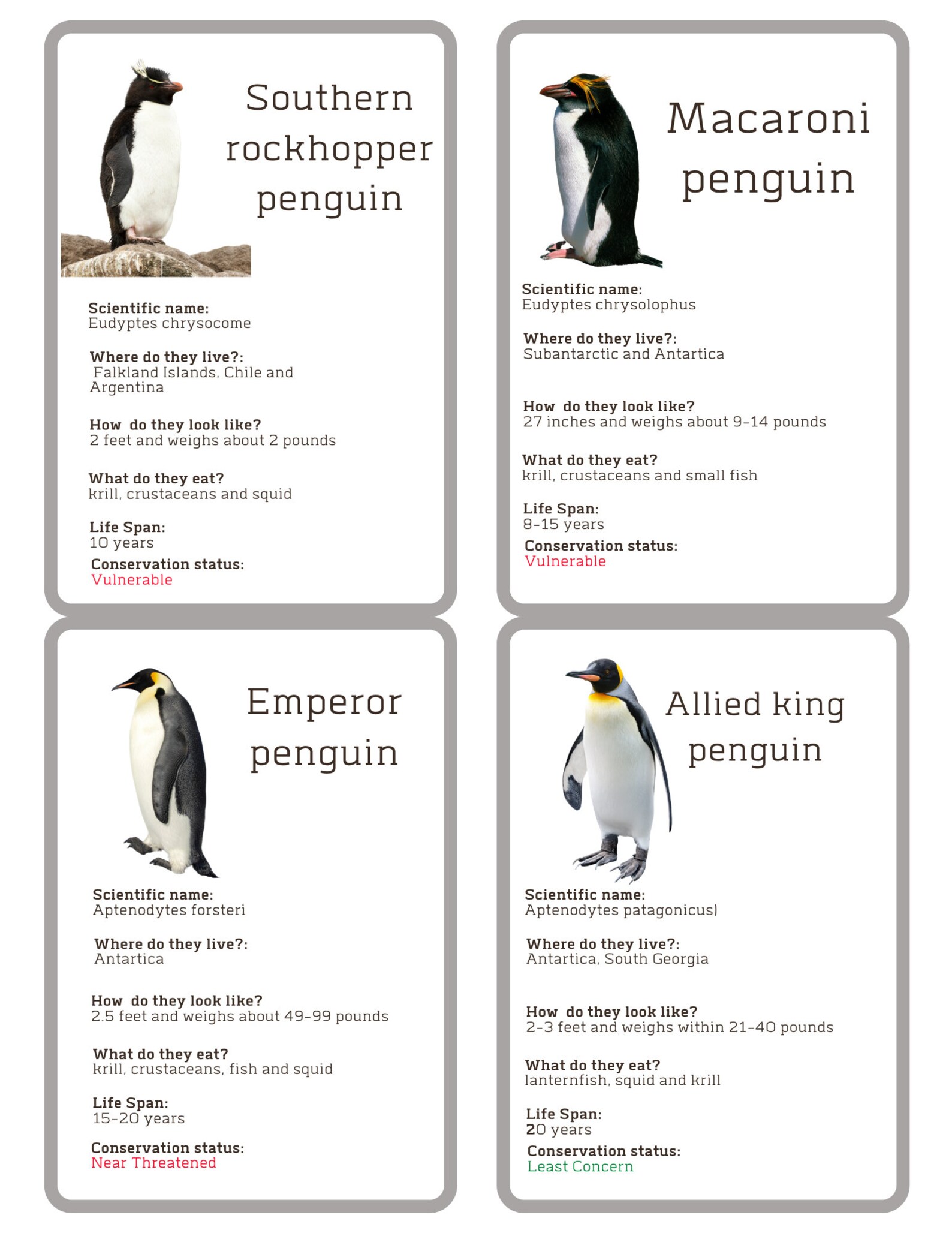 Penguin Flash Cards. Montessori Cards. Animal Fact Cards - Etsy