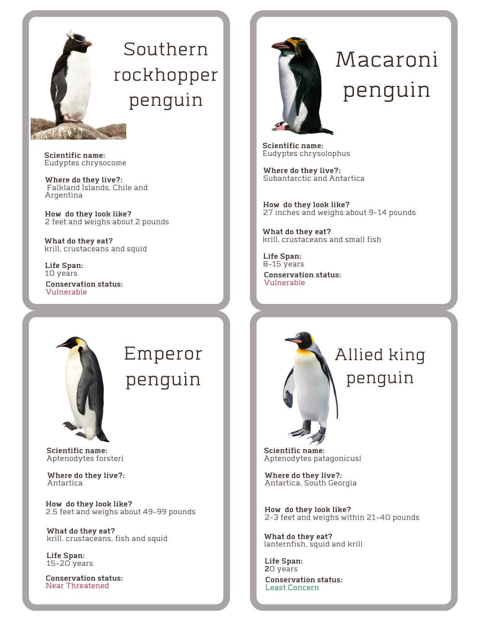 Penguin Flash Cards. Montessori Cards. Animal Fact Cards - Etsy