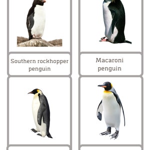 Penguin Flash Cards. Montessori Cards. Animal Fact Cards - Etsy
