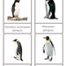 Penguin Flash Cards. Montessori Cards. Animal Fact Cards - Etsy