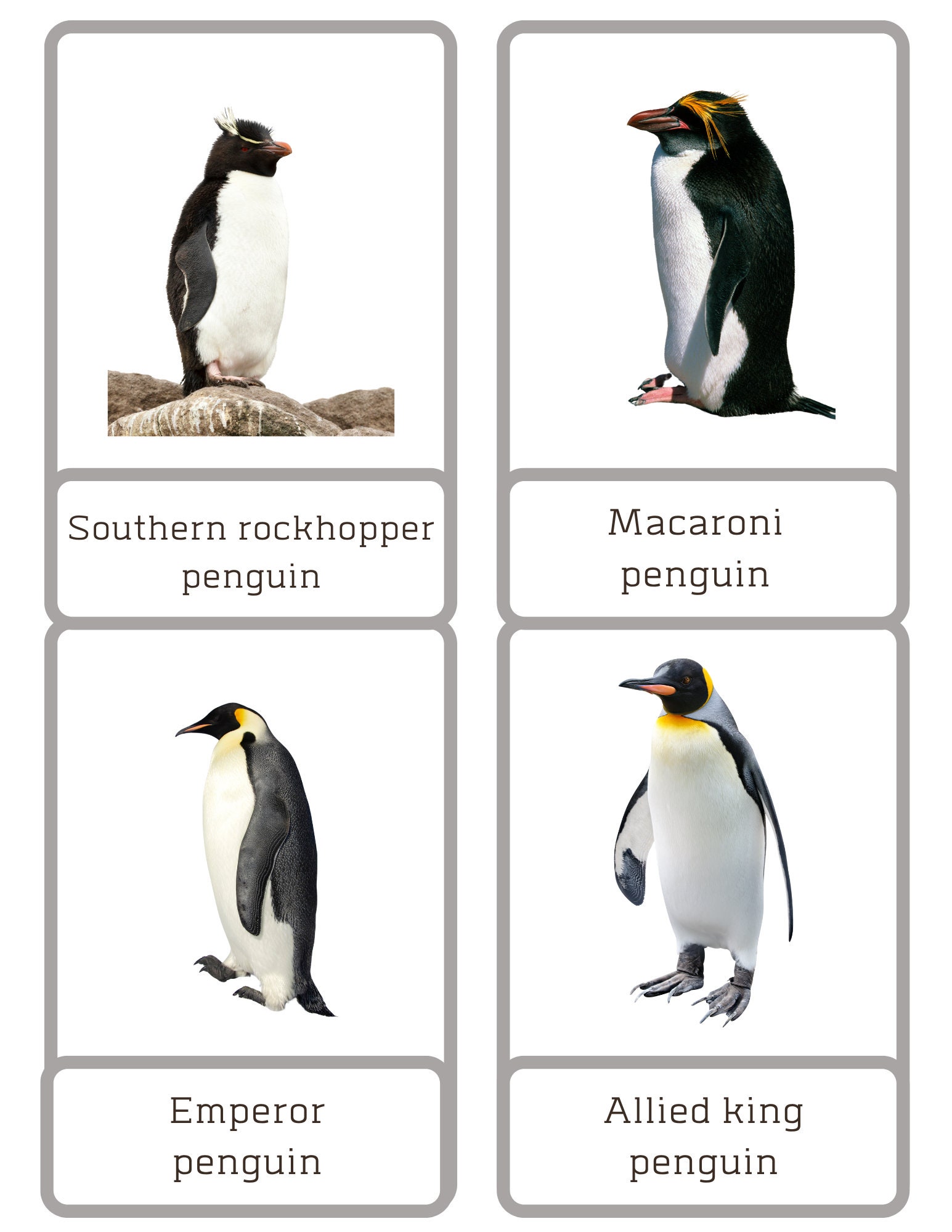Penguin Flash Cards. Montessori Cards. Animal Fact Cards - Etsy