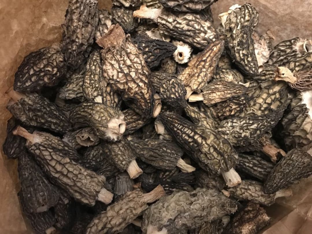 Morel Mushrooms | Morchella - Etsy