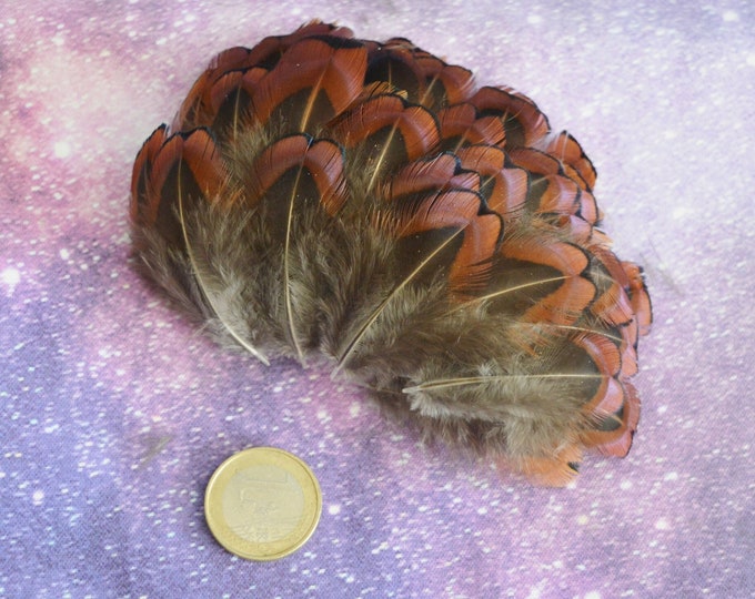 40 Pcs Wild Chest Feathers From Pheasant for DIY Crafting Natural Color ...