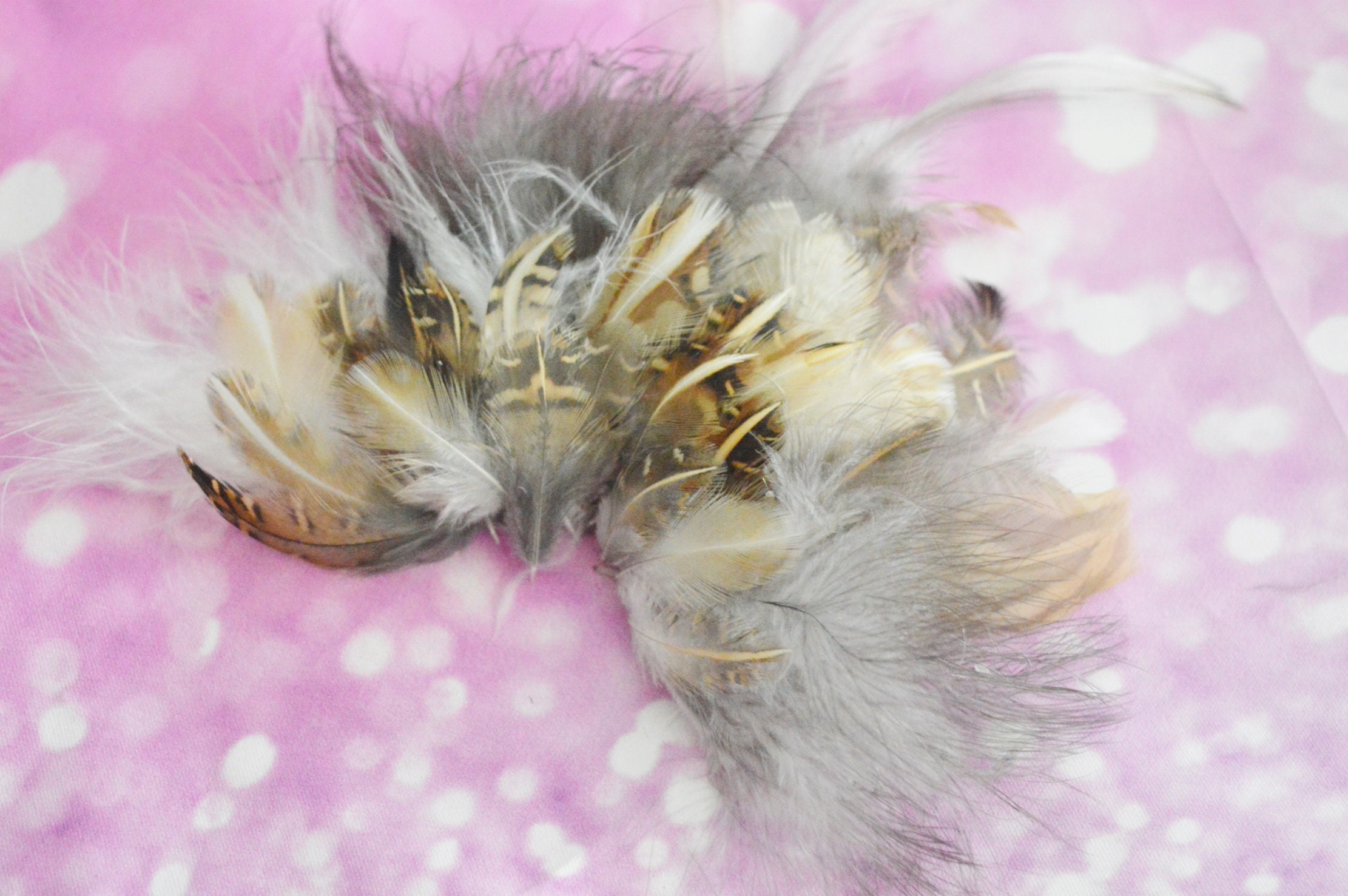 50+pcs Colourful Feathers From Quail, Silkie, Satin, Rooster and Other ...