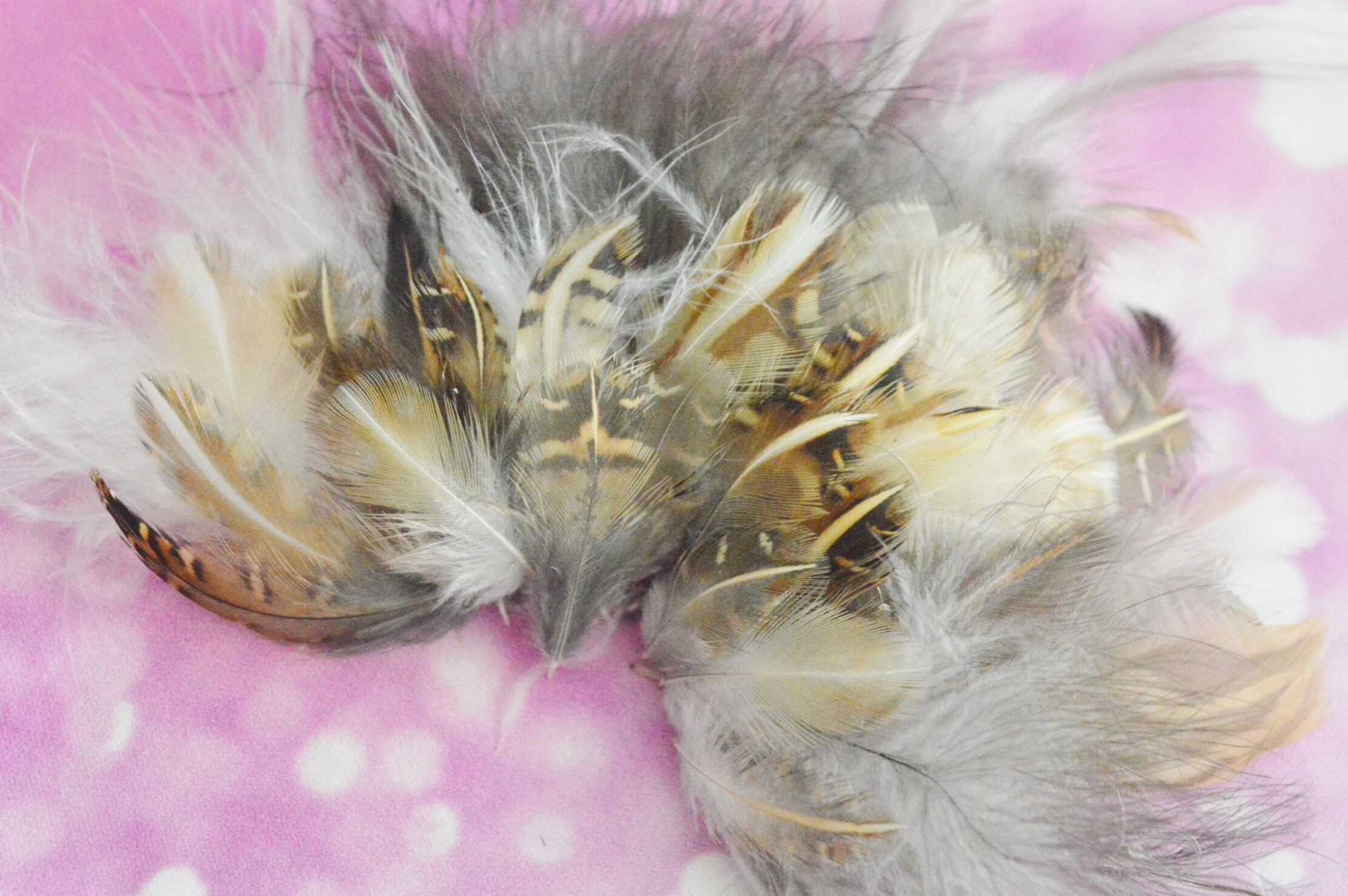 50+pcs Colourful Feathers From Quail, Silkie, Satin, Rooster and Other ...