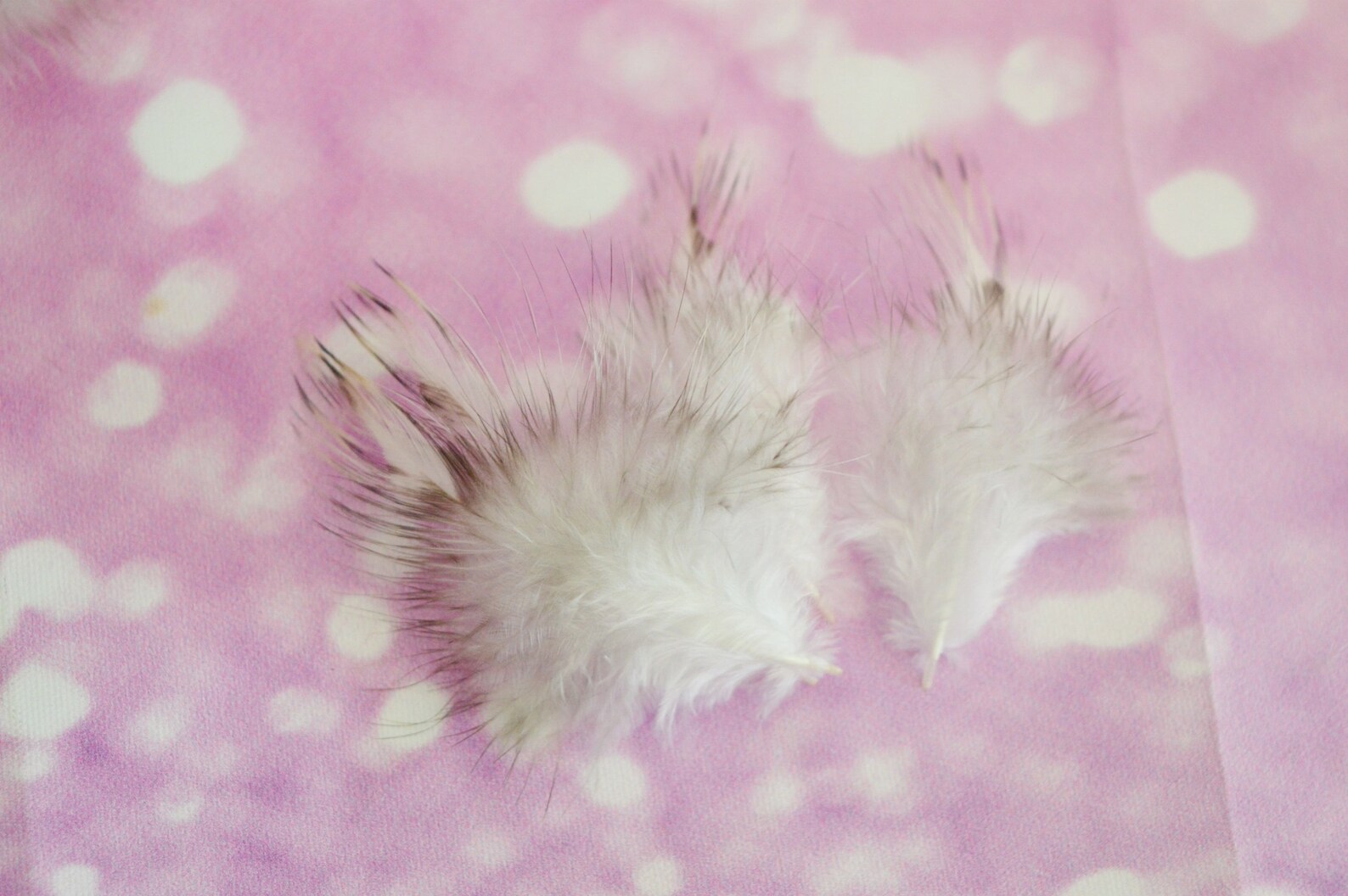 70 Pcs Silver Cuckoo Colored Feathers From Silkies for DIY Crafting ...