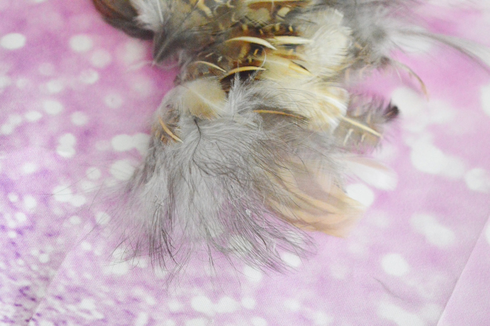 50+pcs Colourful Feathers From Quail, Silkie, Satin, Rooster and Other ...